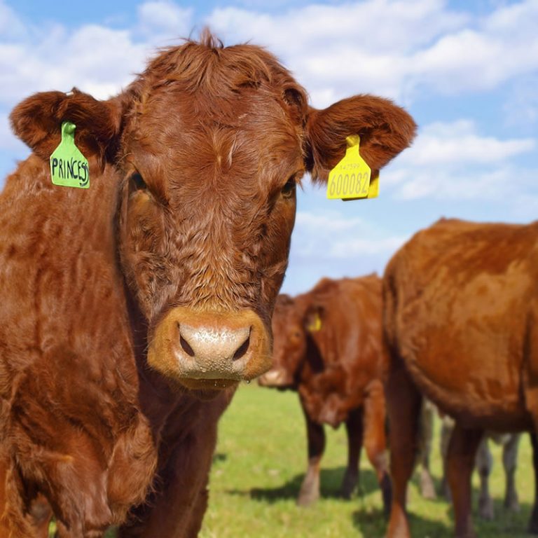 Products High Energy Feed Tubs | Scotmin Nutrition