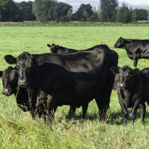 Products High Energy Feed Tubs | Scotmin Nutrition