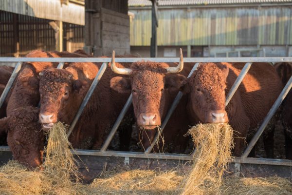 Superfeed Protein Balancers - Scotmin Nutrition