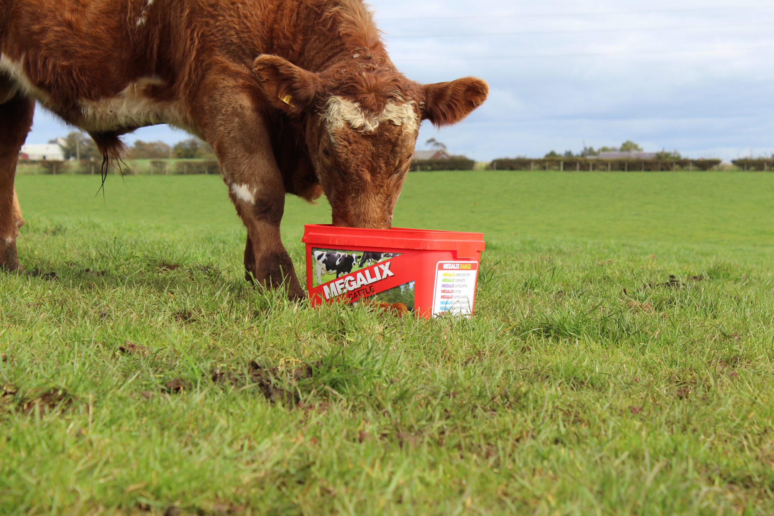 Why Use Supplements | Scotmin Nutrition