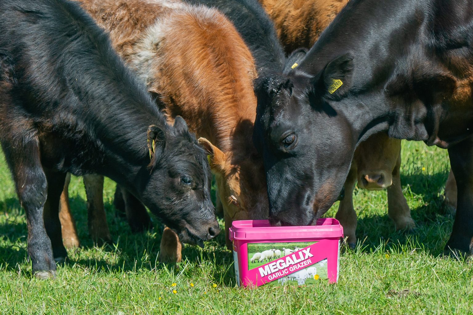 Dale’s Diary - Summer Mastitis - Scotmin Nutrition