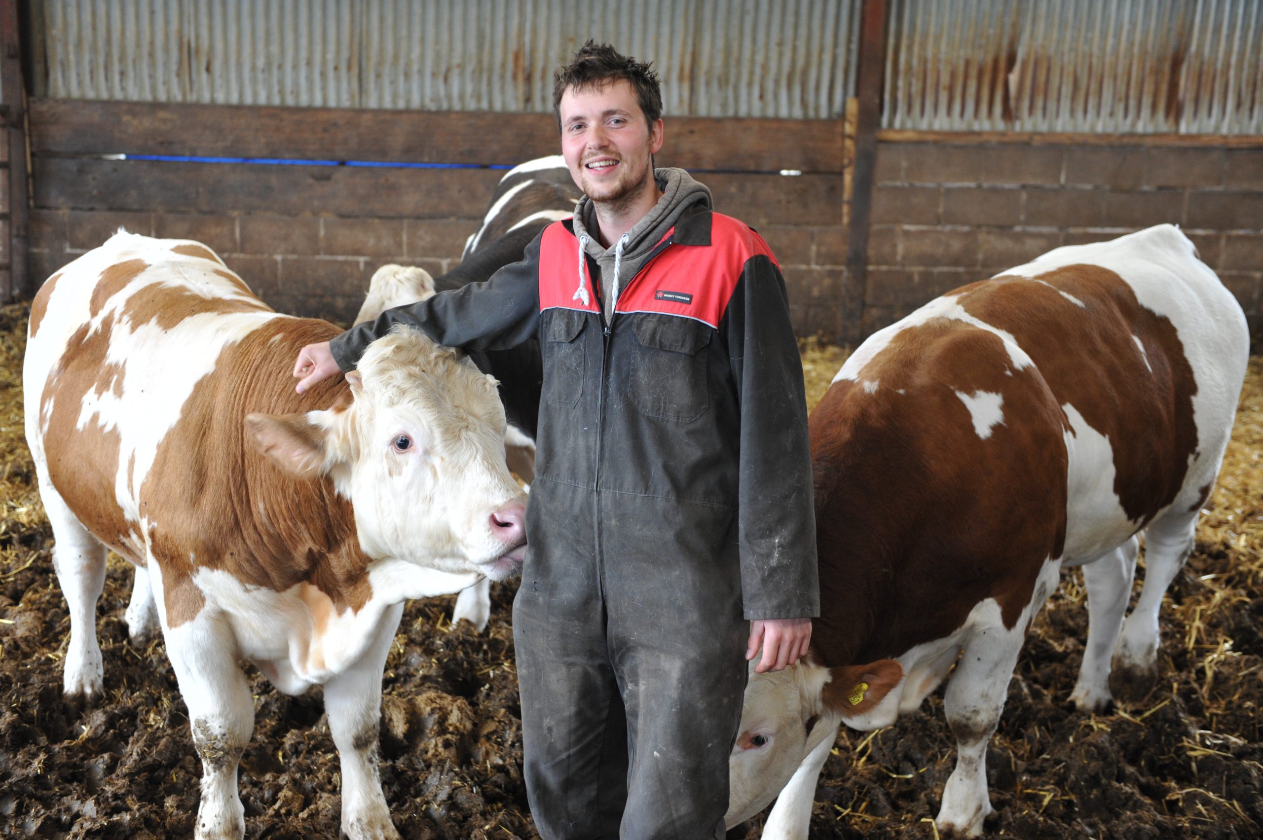 Biosprint Helps Accelerate Bull Beef Finishing by Two Months - Scotmin ...