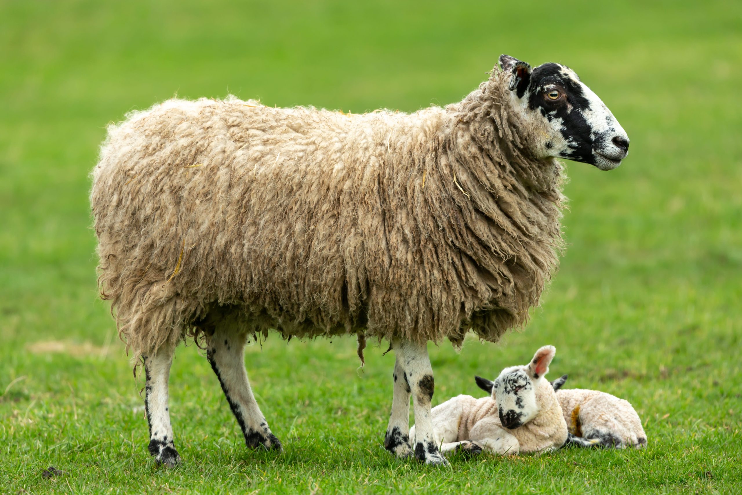 Nutrition Pre-Lambing for Lambing Success